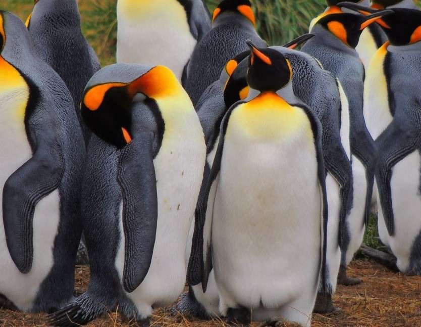 FULL DAY TIERRA DEL FUEGO - PINGUINO REY • Agencia de Turismo Condor Puerto Natales